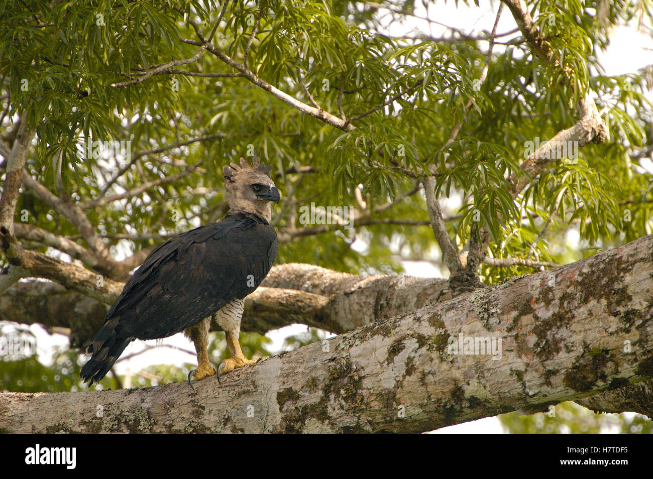 Harpy Eagle (Harpia harpyja) adult female in Kapok or Ceibo tree (Ceiba ...