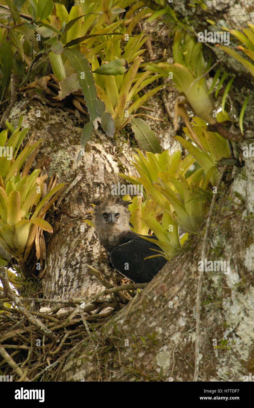 Harpy Eagle (Harpia harpyja) mother with five month old chick on Kapok ...