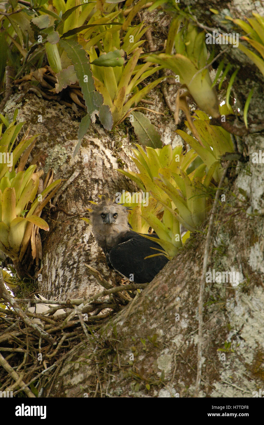 Harpy Eagle (Harpia harpyja) mother with five month old chick on Kapok ...