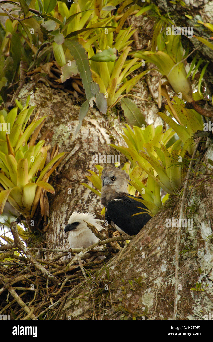 Harpy Eagle (Harpia harpyja) mother with five month old chick on Kapok ...