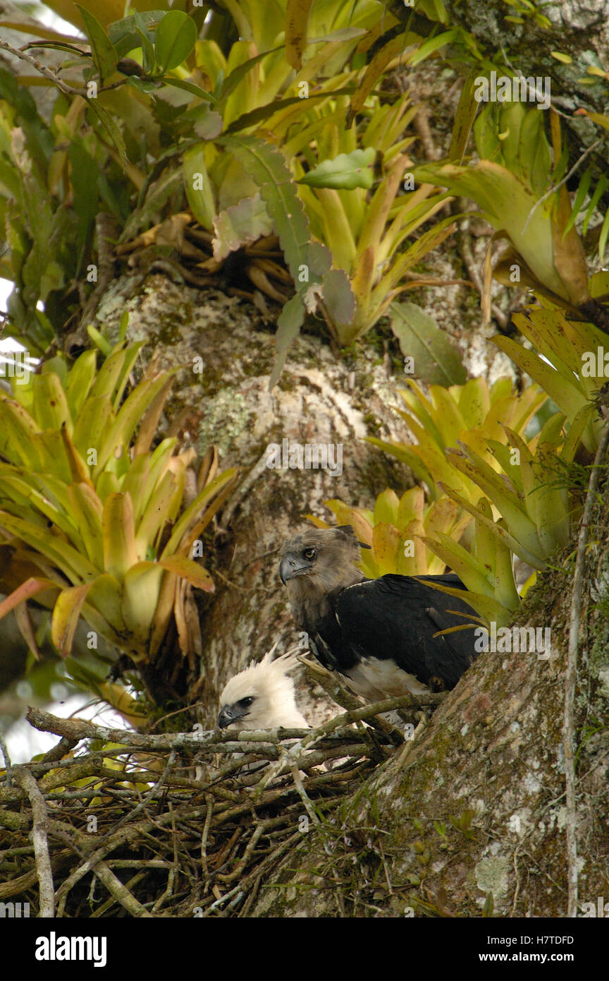 Harpy Eagle (Harpia harpyja) mother with five month old chick on Kapok ...