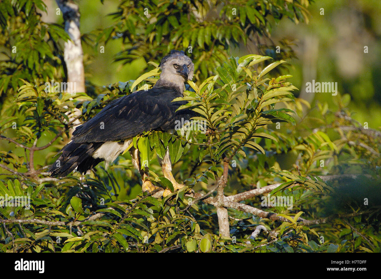 Harpy Eagle (Harpia harpyja) adult female in Kapok or Ceibo tree (Ceiba ...