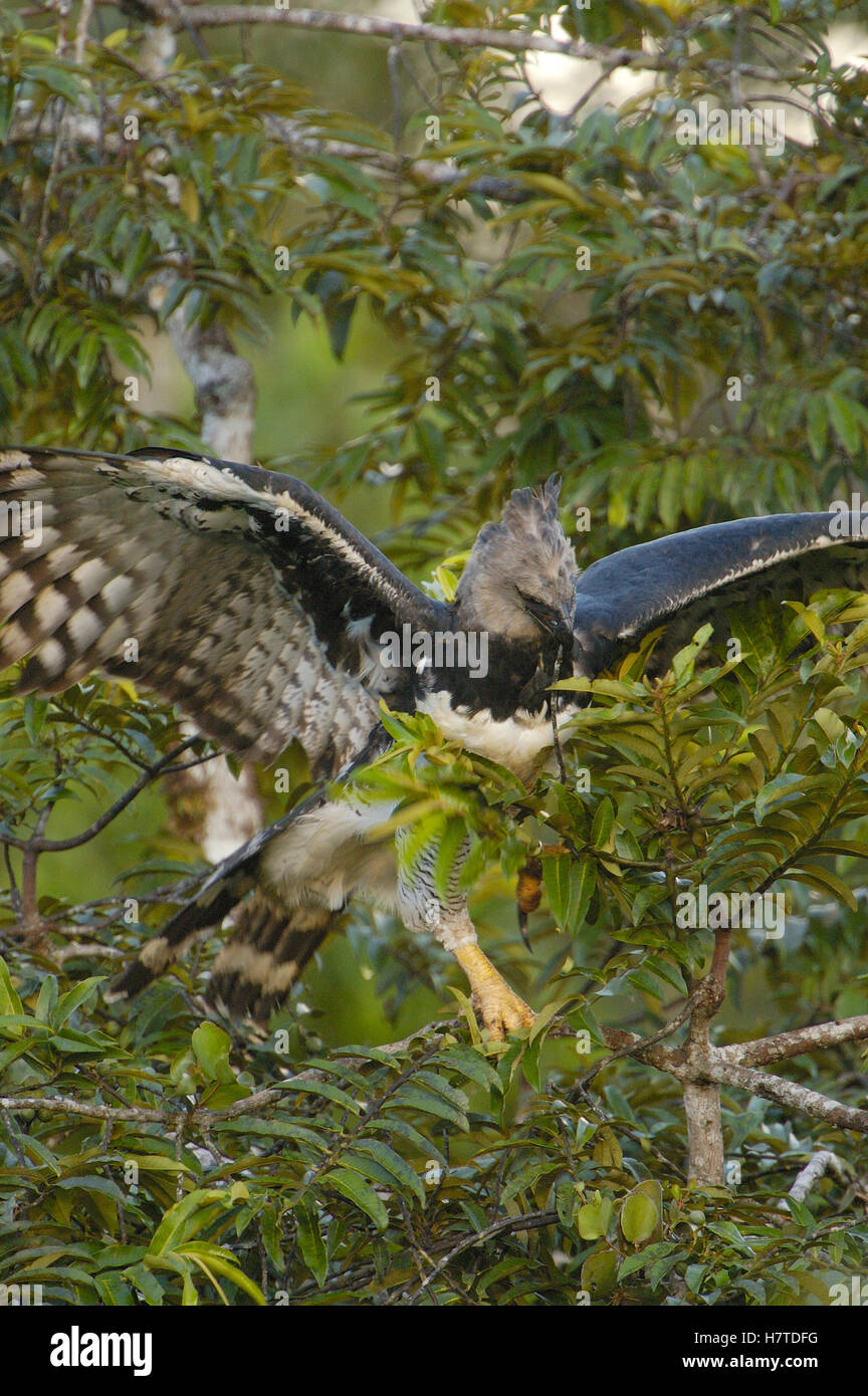 Harpy Eagle (Harpia harpyja) female gathering twigs to line her nest, Aguarico River drainage ...