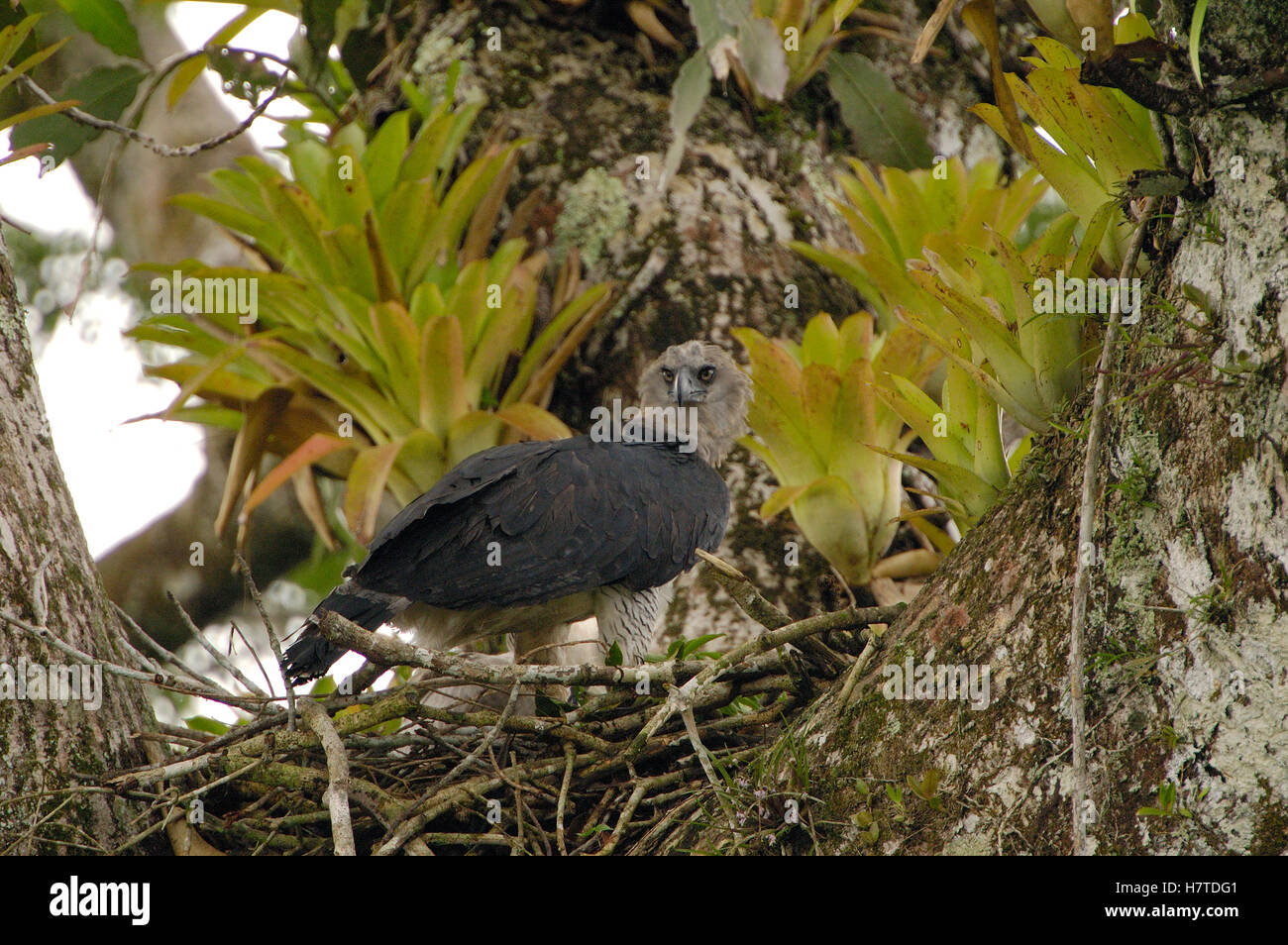 Harpy Eagle (Harpia harpyja) mother with five month old chick on nest ...