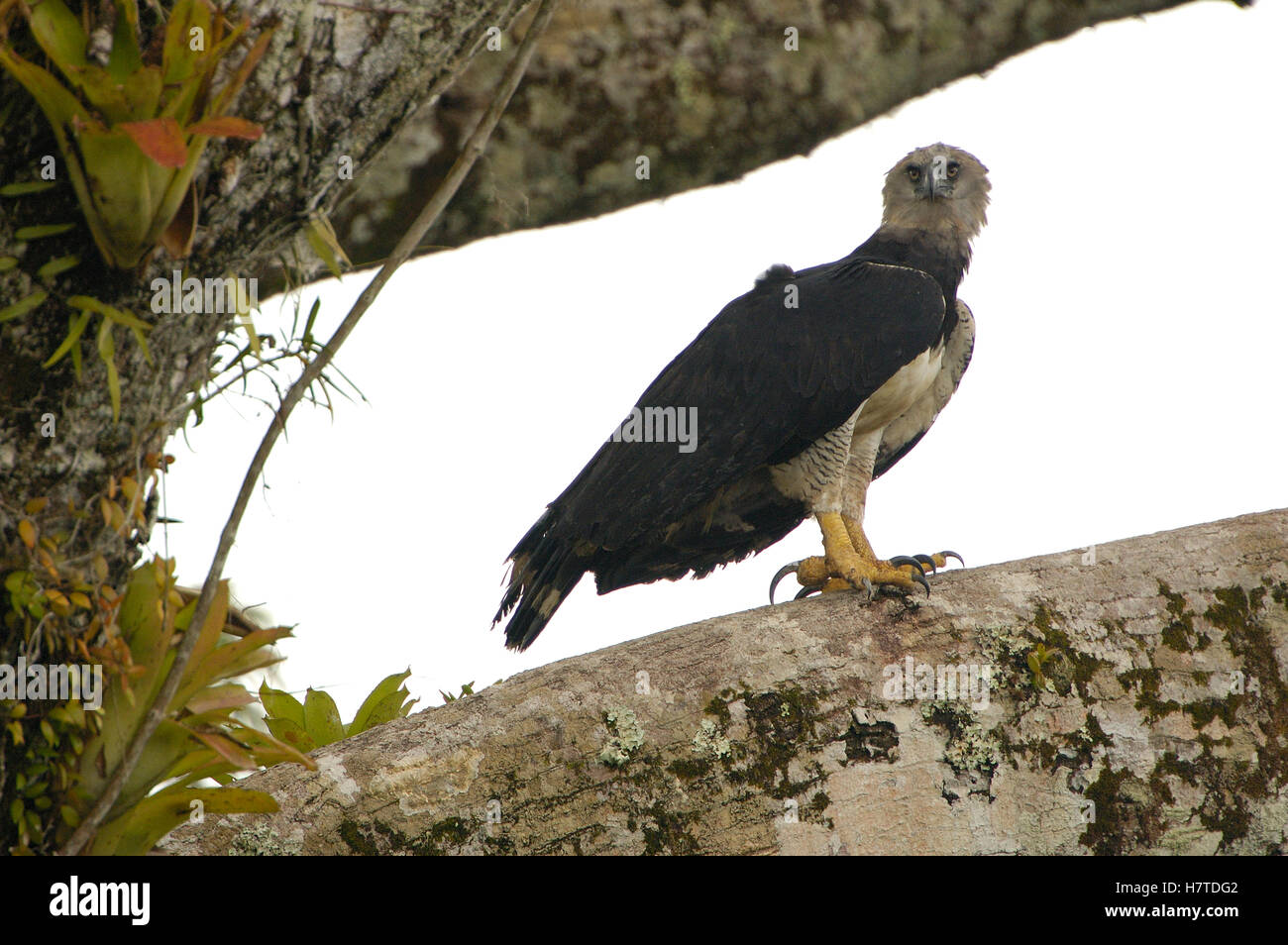 Harpy Eagle (Harpia harpyja) adult female in Kapok or Ceibo tree (Ceiba ...
