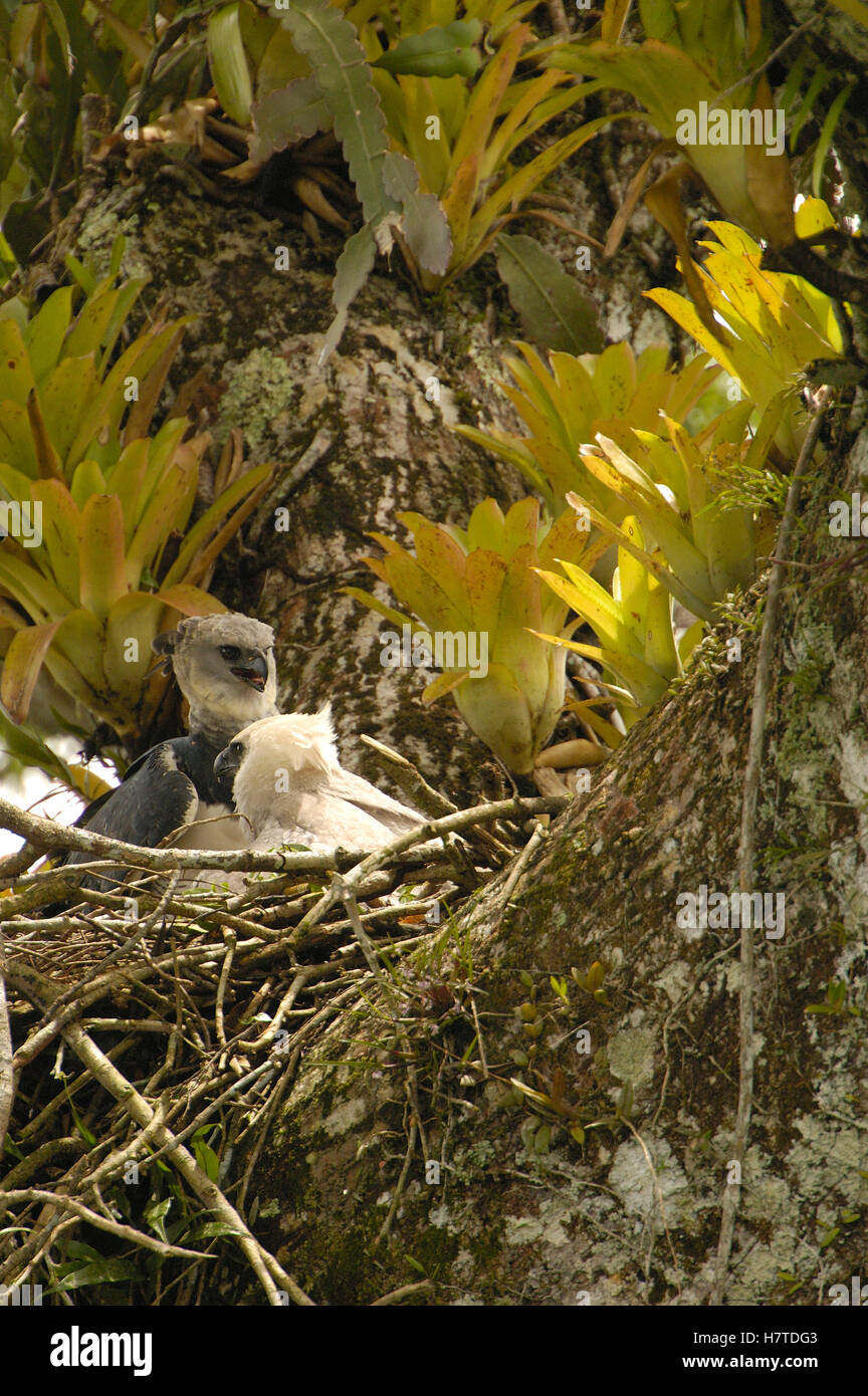 Harpy Eagle (Harpia harpyja) father with five month old chick on nest ...