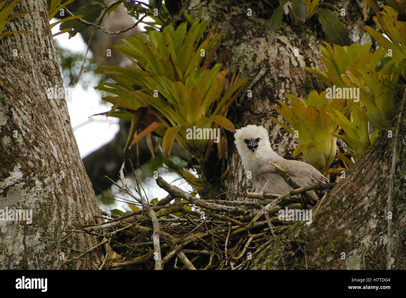 Harpy Eagle (Harpia harpyja) five month old chick on nest in Kapok or ...