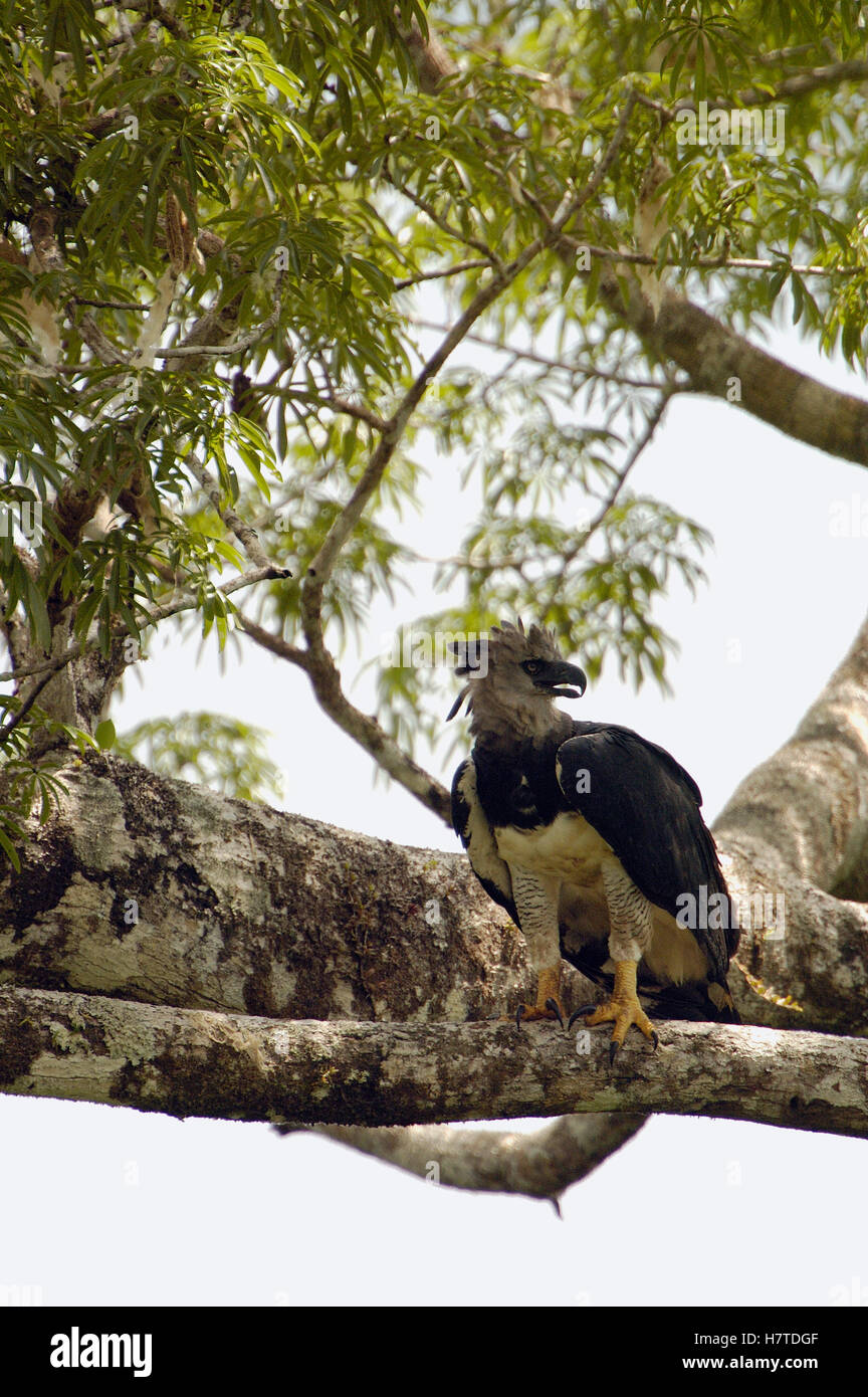 Harpy Eagle (Harpia harpyja) adult female in Kapok or Ceibo tree (Ceiba ...