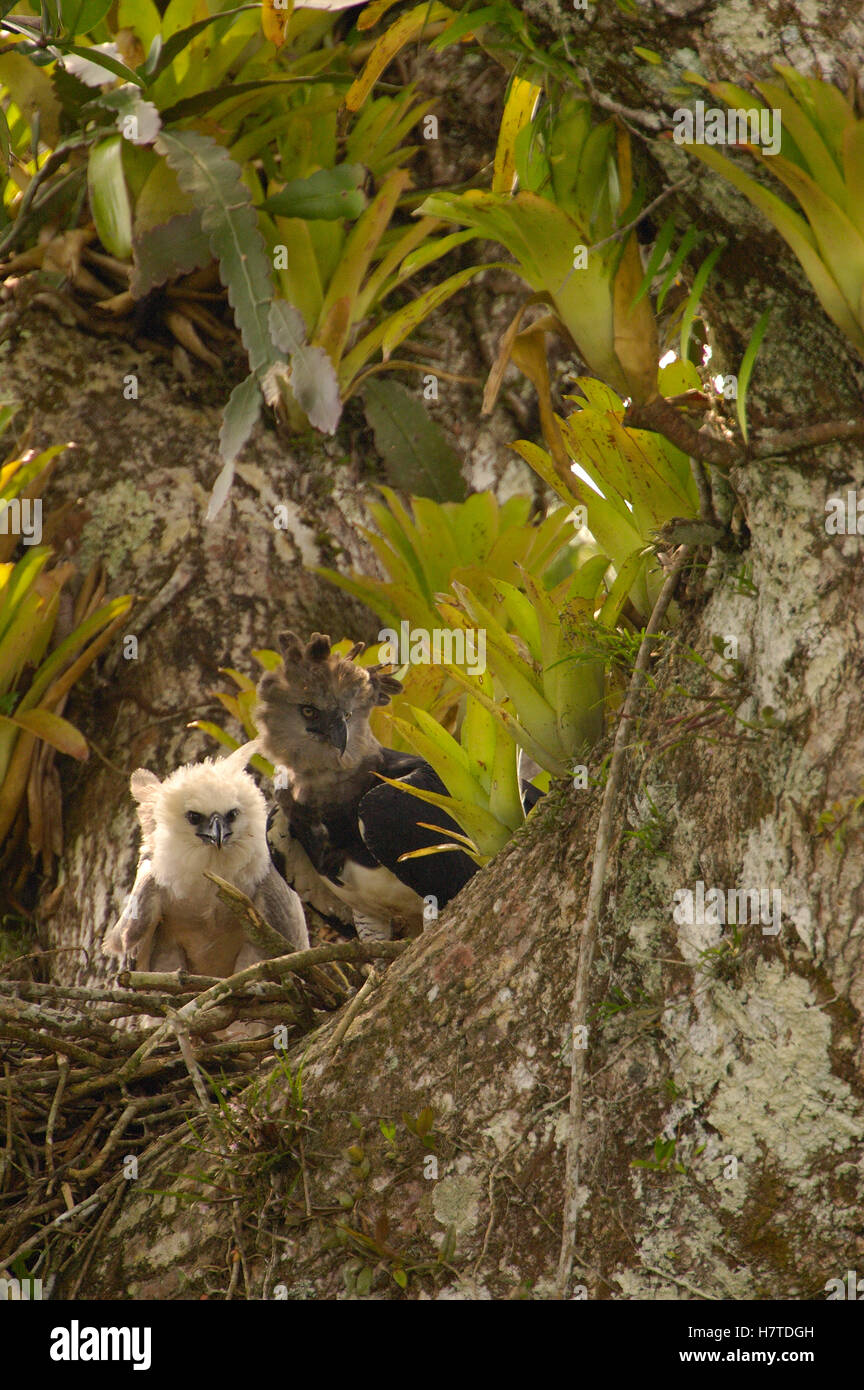 Harpy Eagle (Harpia harpyja) mother with five month old chick in nest ...