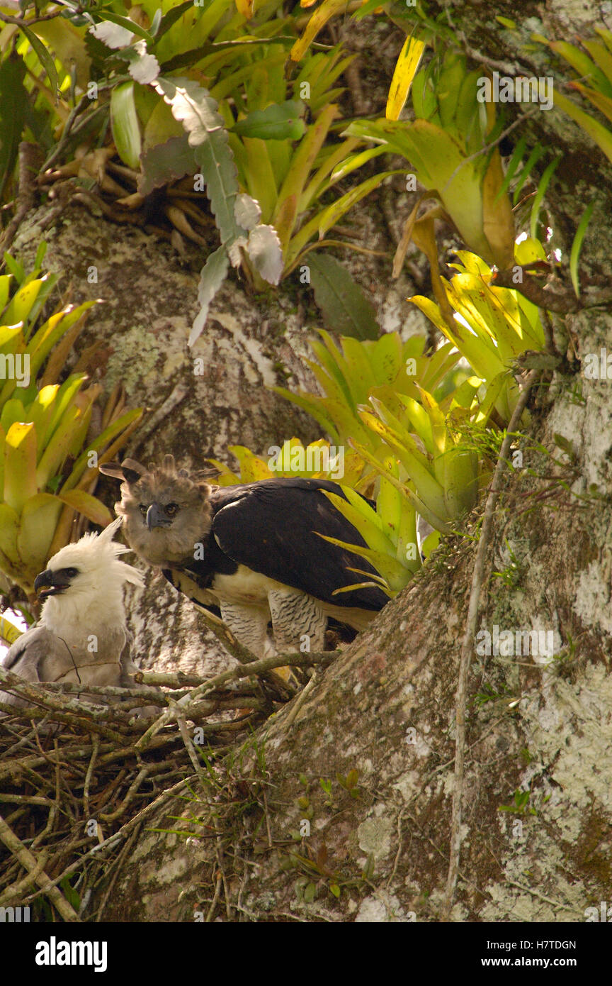 Harpy Eagle (Harpia harpyja) mother with five month old chick in nest ...