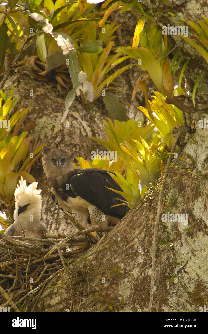 Harpy Eagle (Harpia harpyja) mother with five month old chick in nest ...