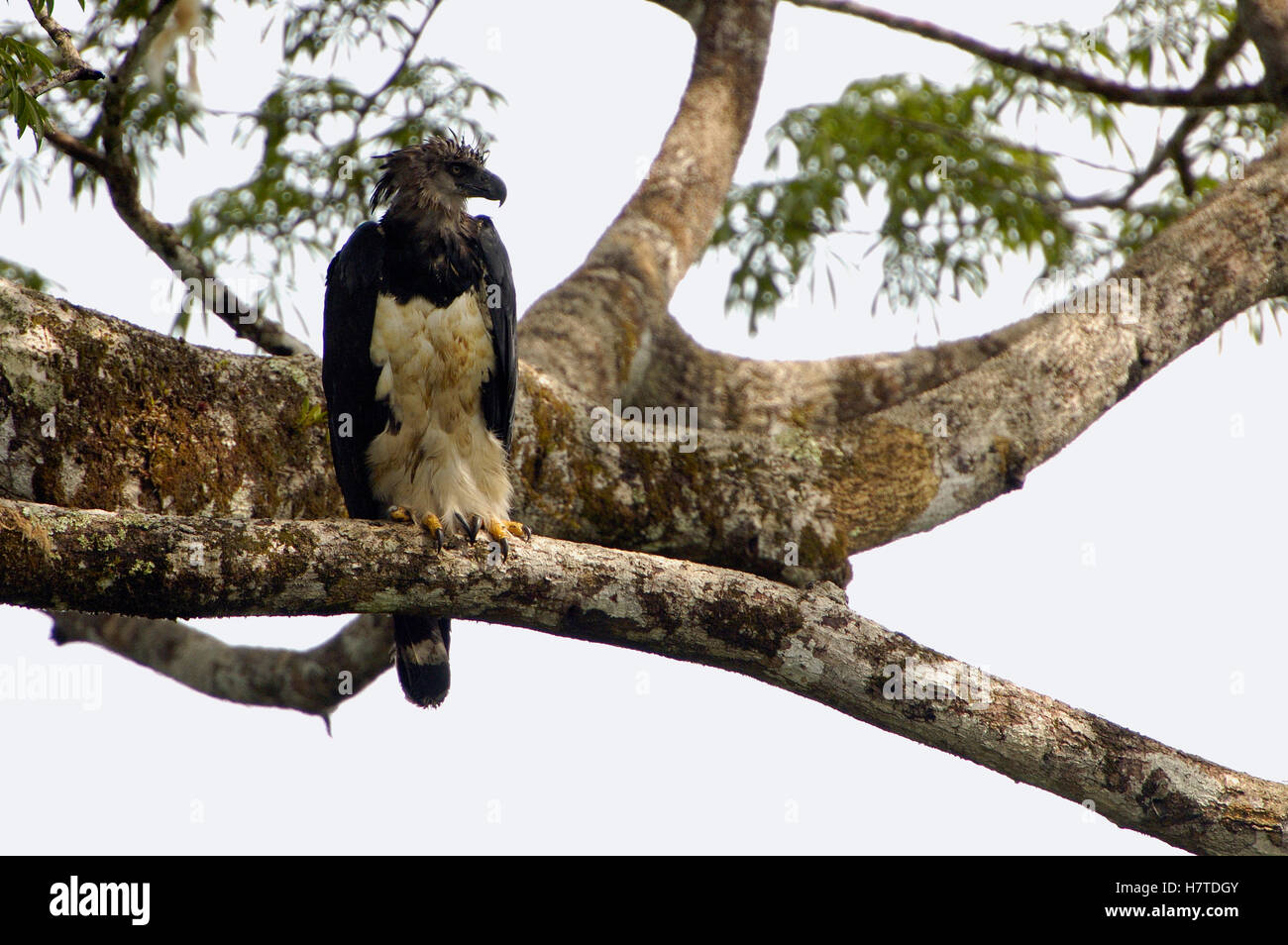 Harpy Eagle (Harpia harpyja) adult female in Kapok or Ceibo tree (Ceiba ...