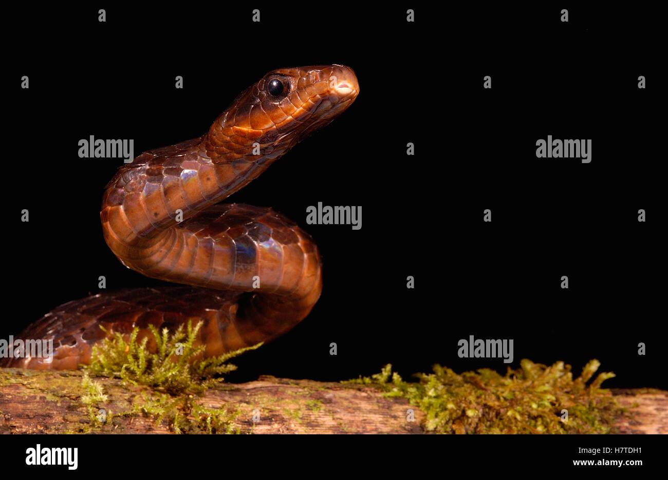 Large-scaled Black Tree Snake (Chironius grandisquamis) close up, Choco ...