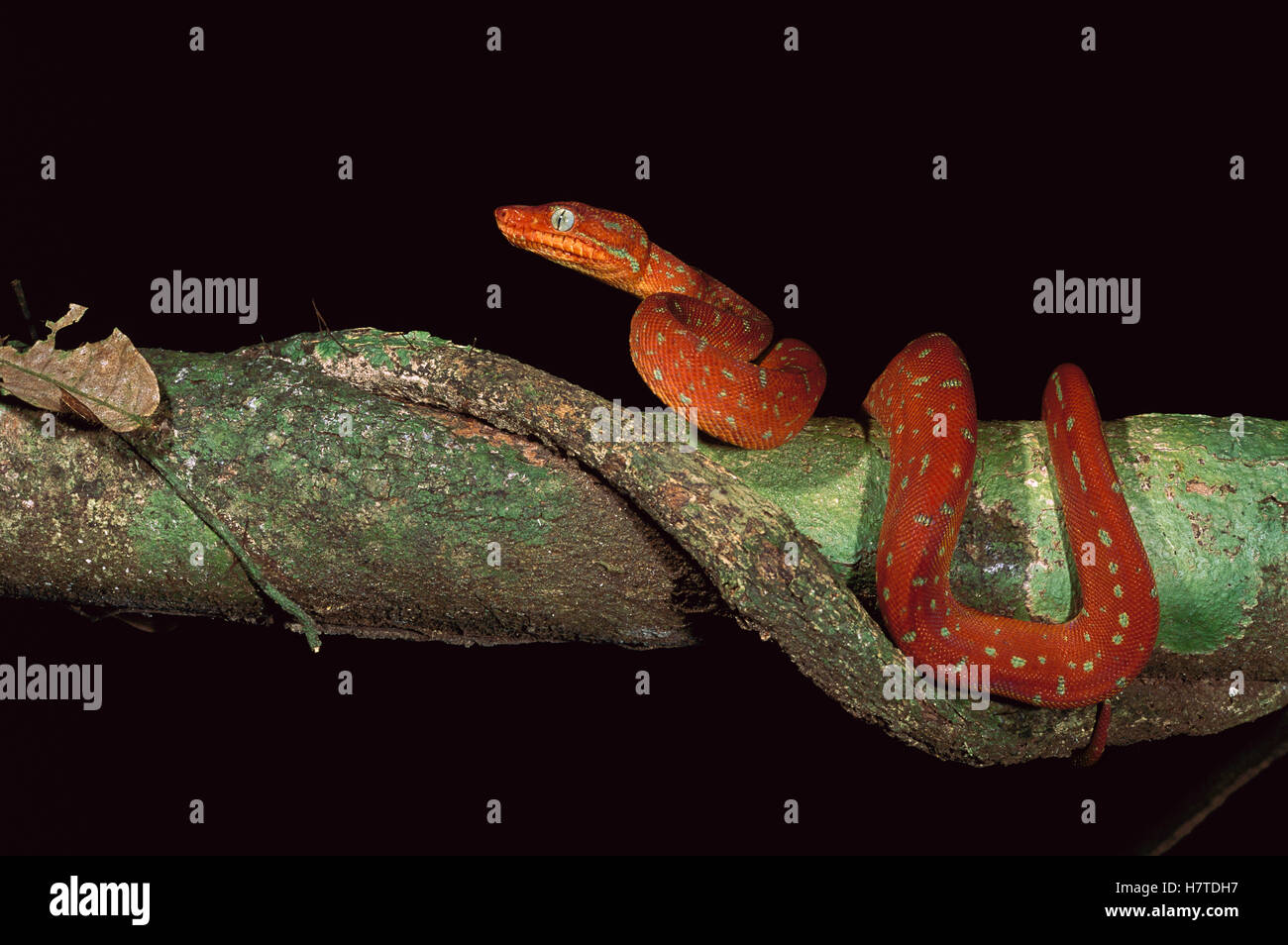 Emerald Tree Boa (Corallus caninus) juvenile, Iwokrama Reserve, Guyana ...