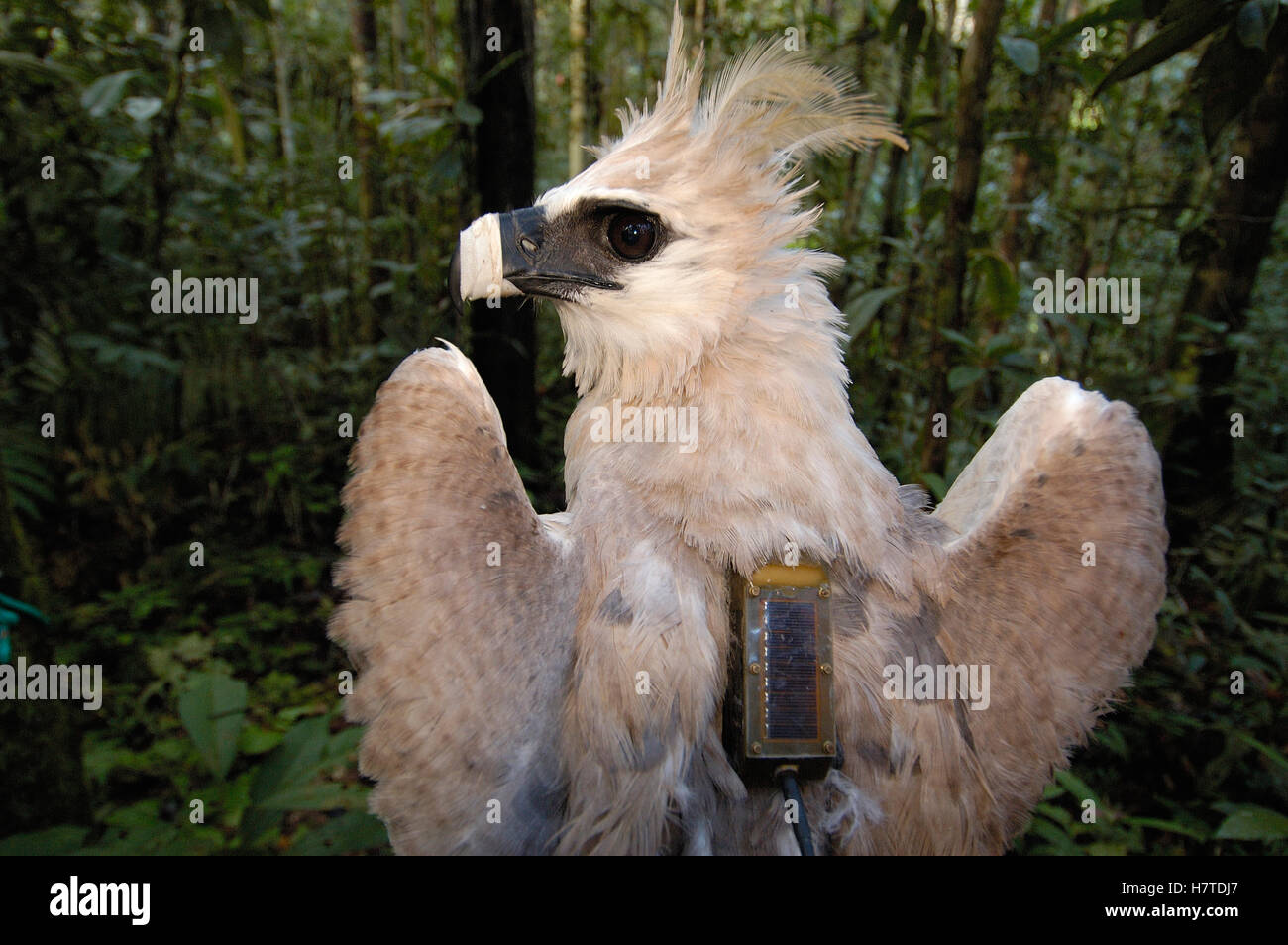 Harpia a harpyja hi-res stock photography and images - Alamy