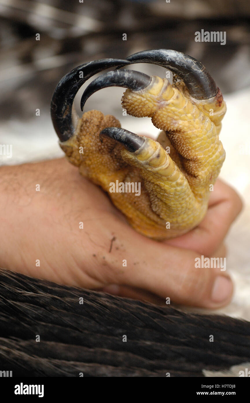 Harpy Eagle (Harpia harpyja) claws of a recently fledged seven month ...