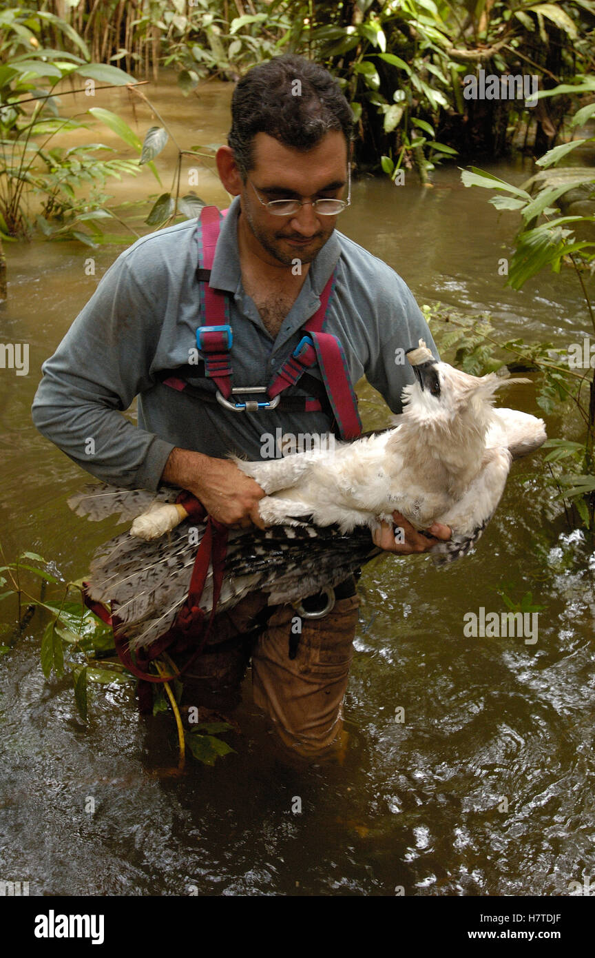 Harpy Eagle (Harpia harpyja) recently fledged seven month old wild ...