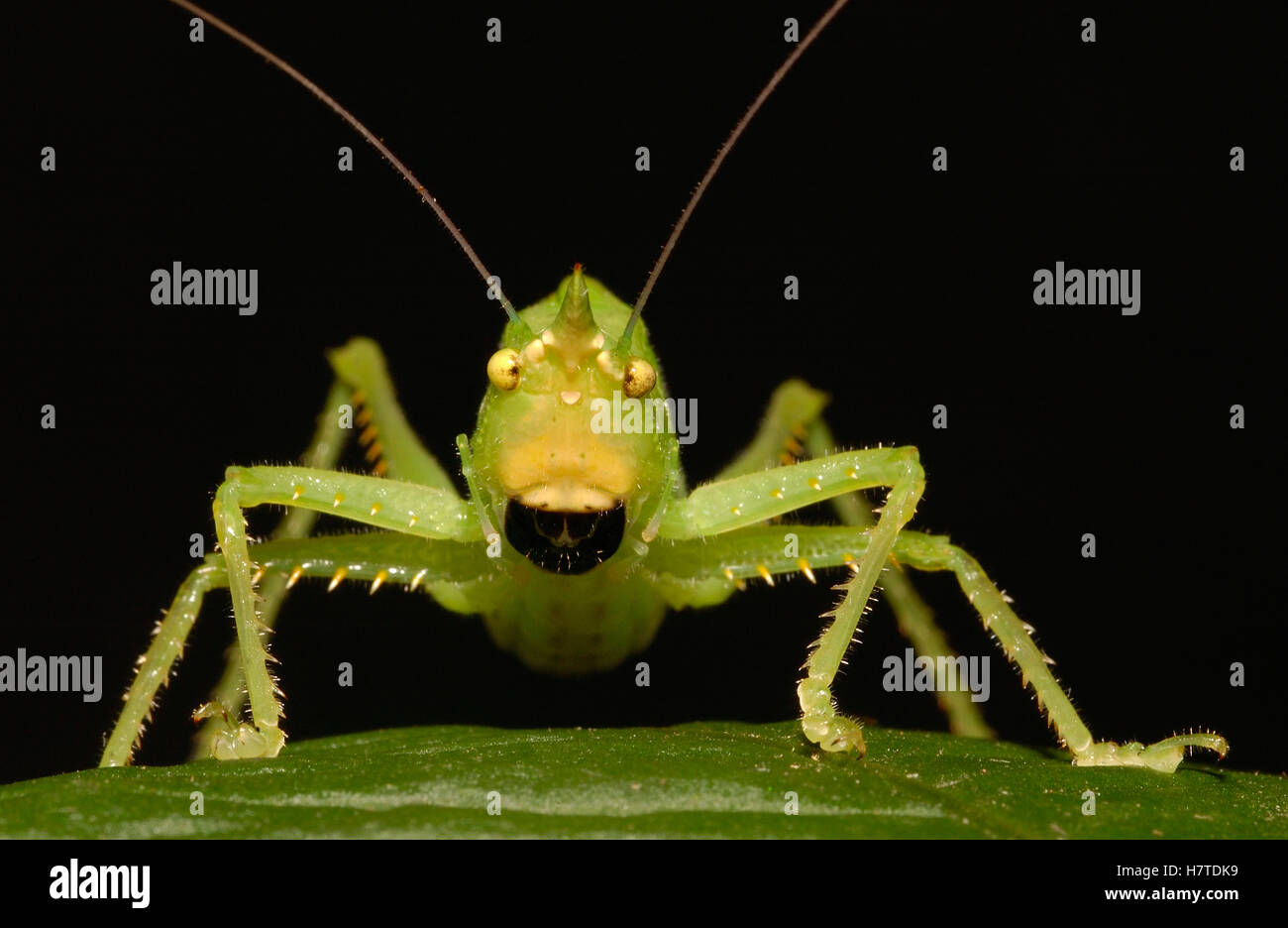 Katydid (Copiphora brevicauda) close-up portrait, Ecuador Stock Photo ...