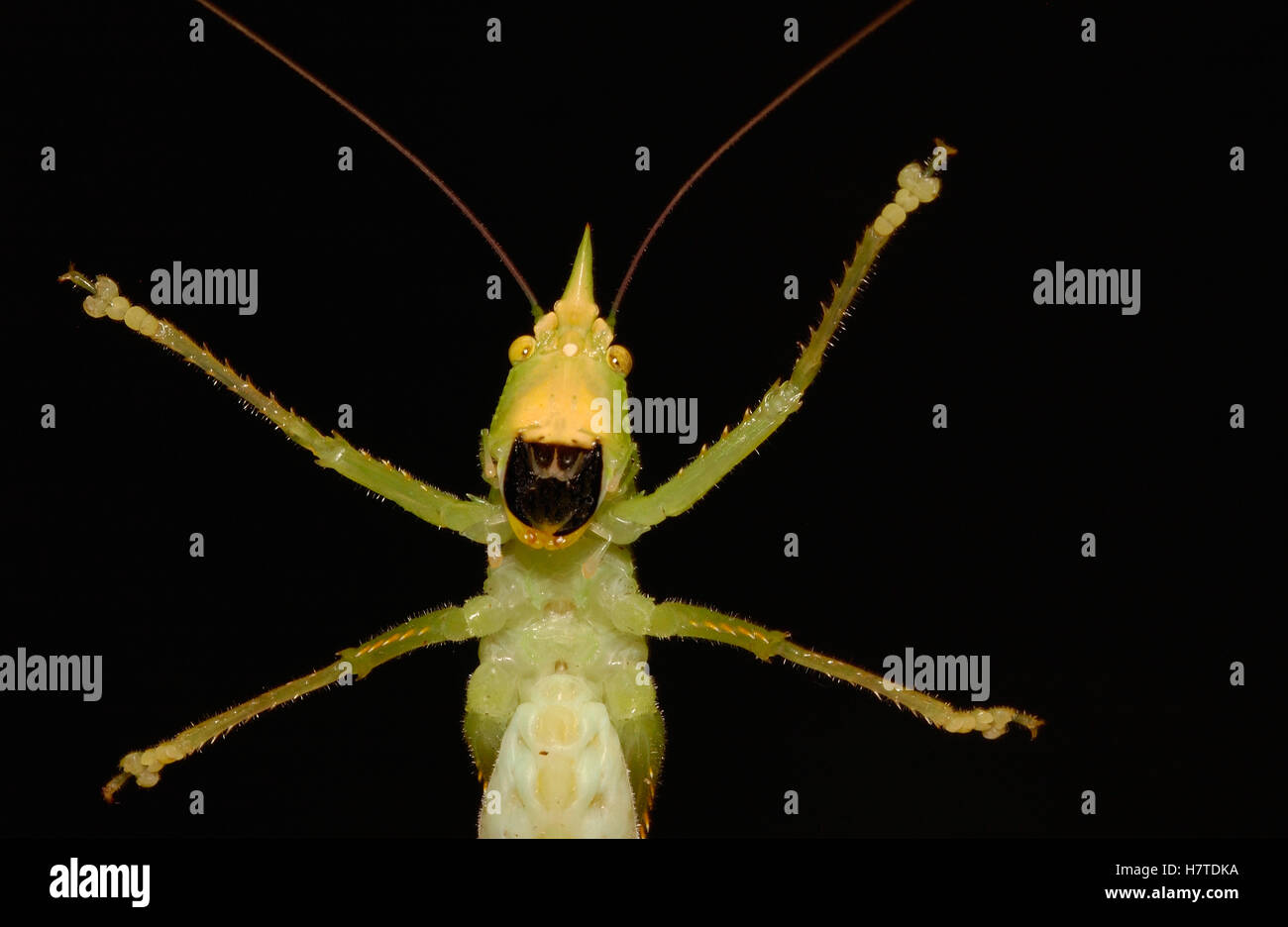 Katydid (Copiphora brevicauda) close-up of bottom side, Ecuador Stock ...