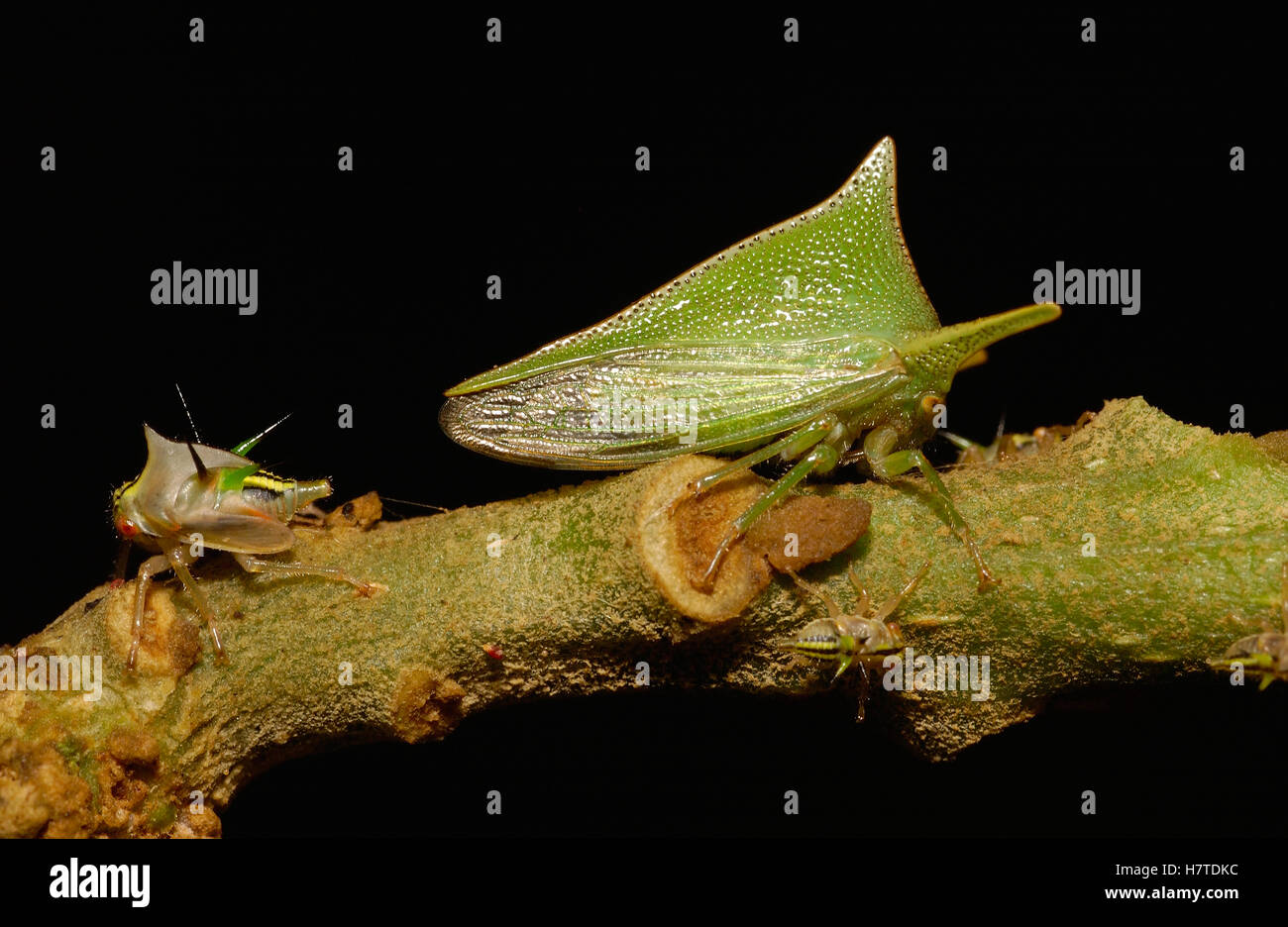 Treehopper (Umbonia sp) adults and nymphs, Mindo cloud forest, western ...