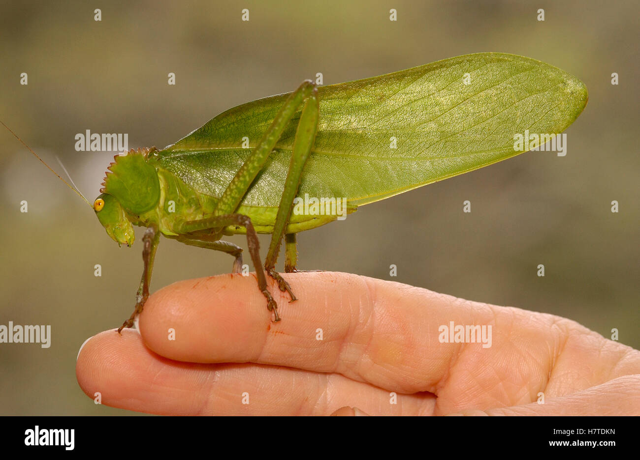Katydid (Steirodon sp) on human hand, western slopes of the Andes ...