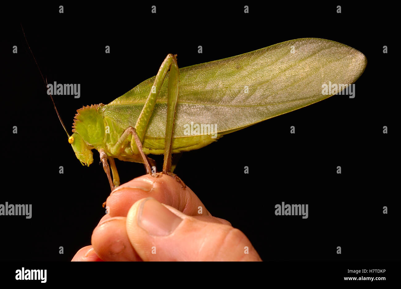 Katydid (Steirodon sp) on human hand, western slopes of the Andes ...