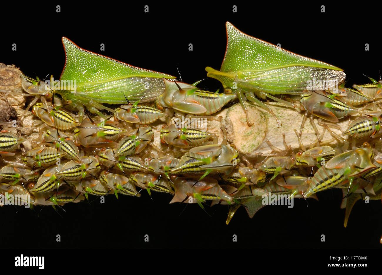Treehopper (Umbonia sp) adults and nymphs, Mindo cloud forest, western ...