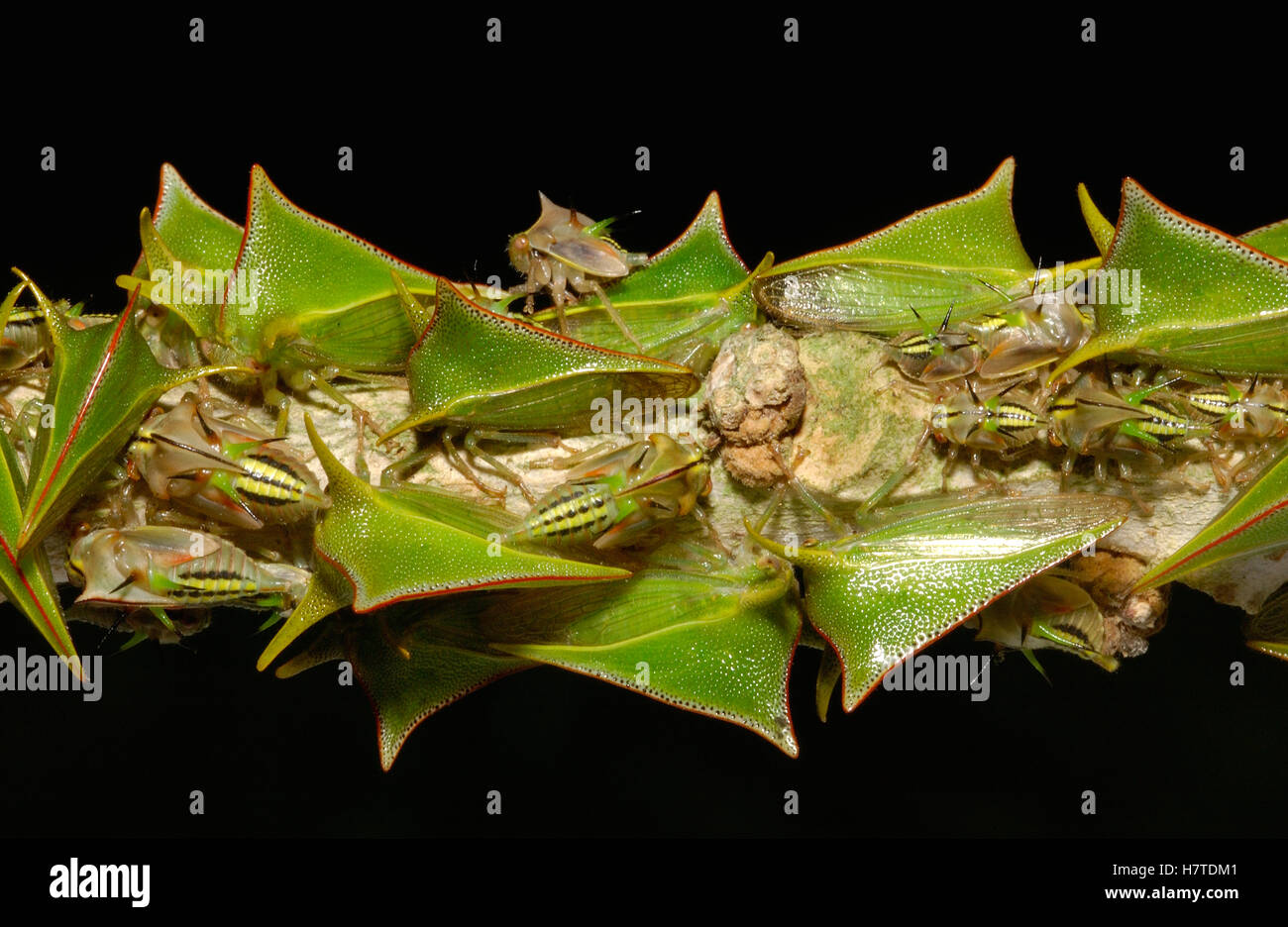 Treehopper (Umbonia sp) adults and nymphs, Mindo cloud forest, western ...