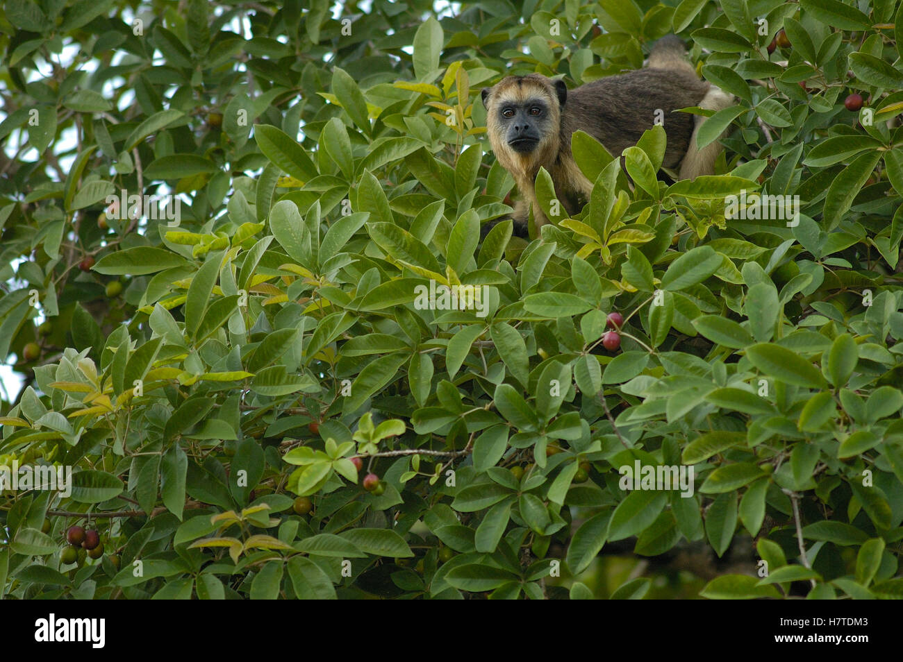 Black Howler Monkey (Alouatta caraya) female in rainforest canopy ...