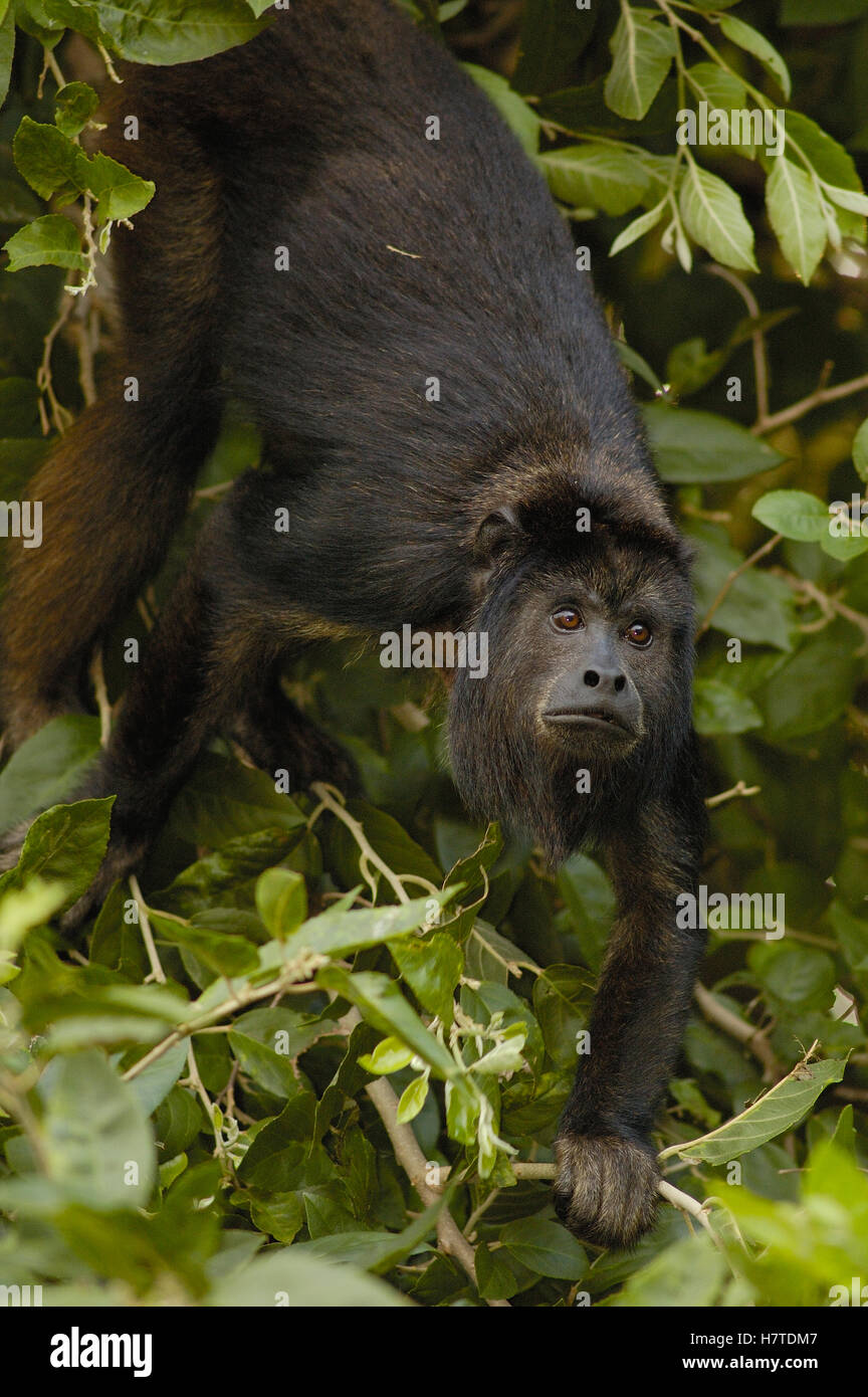 Black Howler Monkey (Alouatta caraya) male, Pantanal, Brazil Stock ...