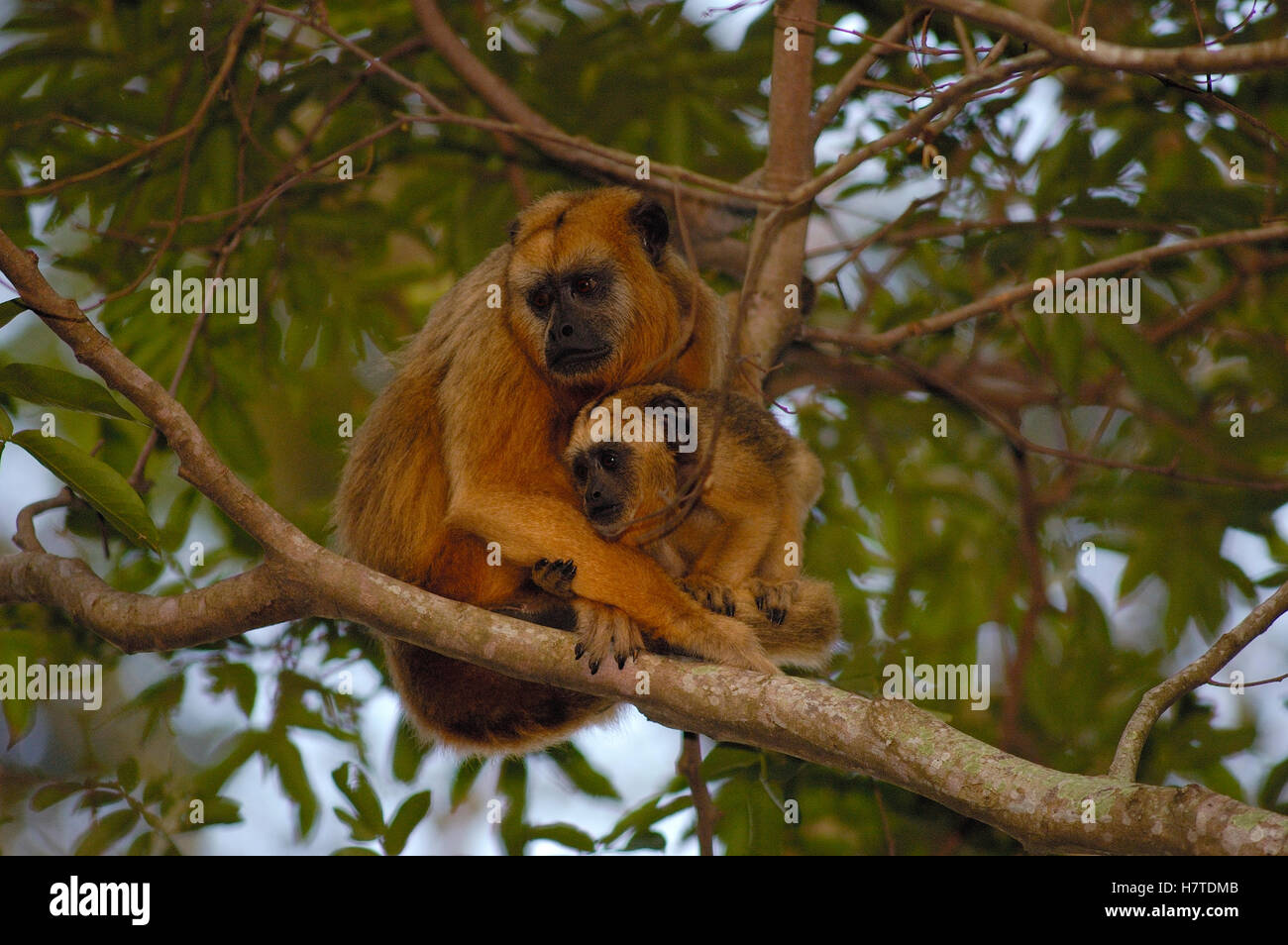Black Howler Monkey (Alouatta caraya) female with young in tree ...