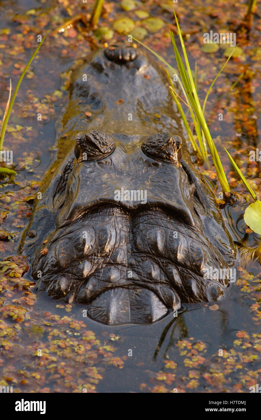 Spectacled Caiman (Caiman crocodilus) in swamp, Pantanal, Brazil Stock ...