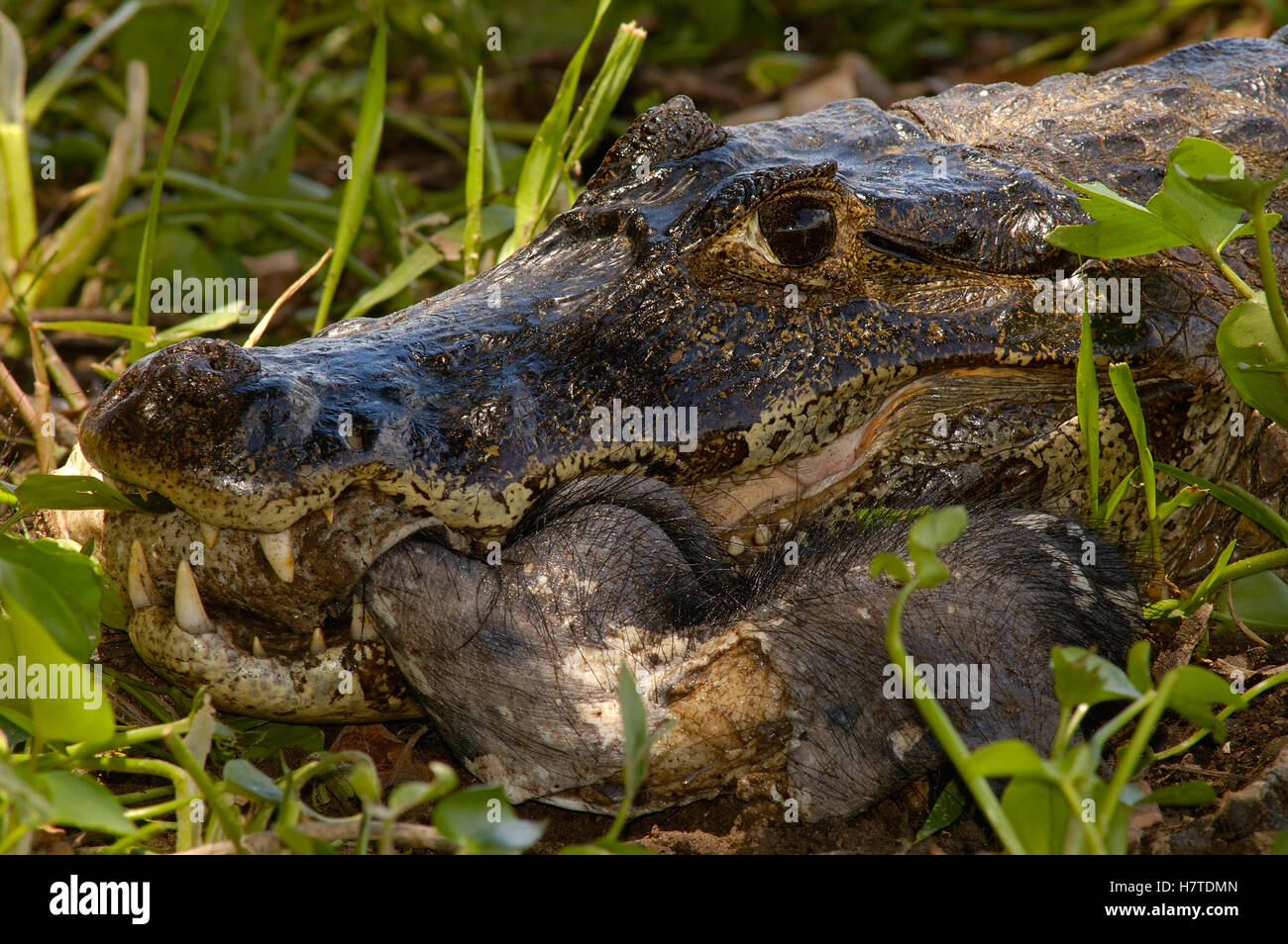 Spectacled Caiman (Caiman crocodilus) feeding on prey, Pantanal, Brazil ...
