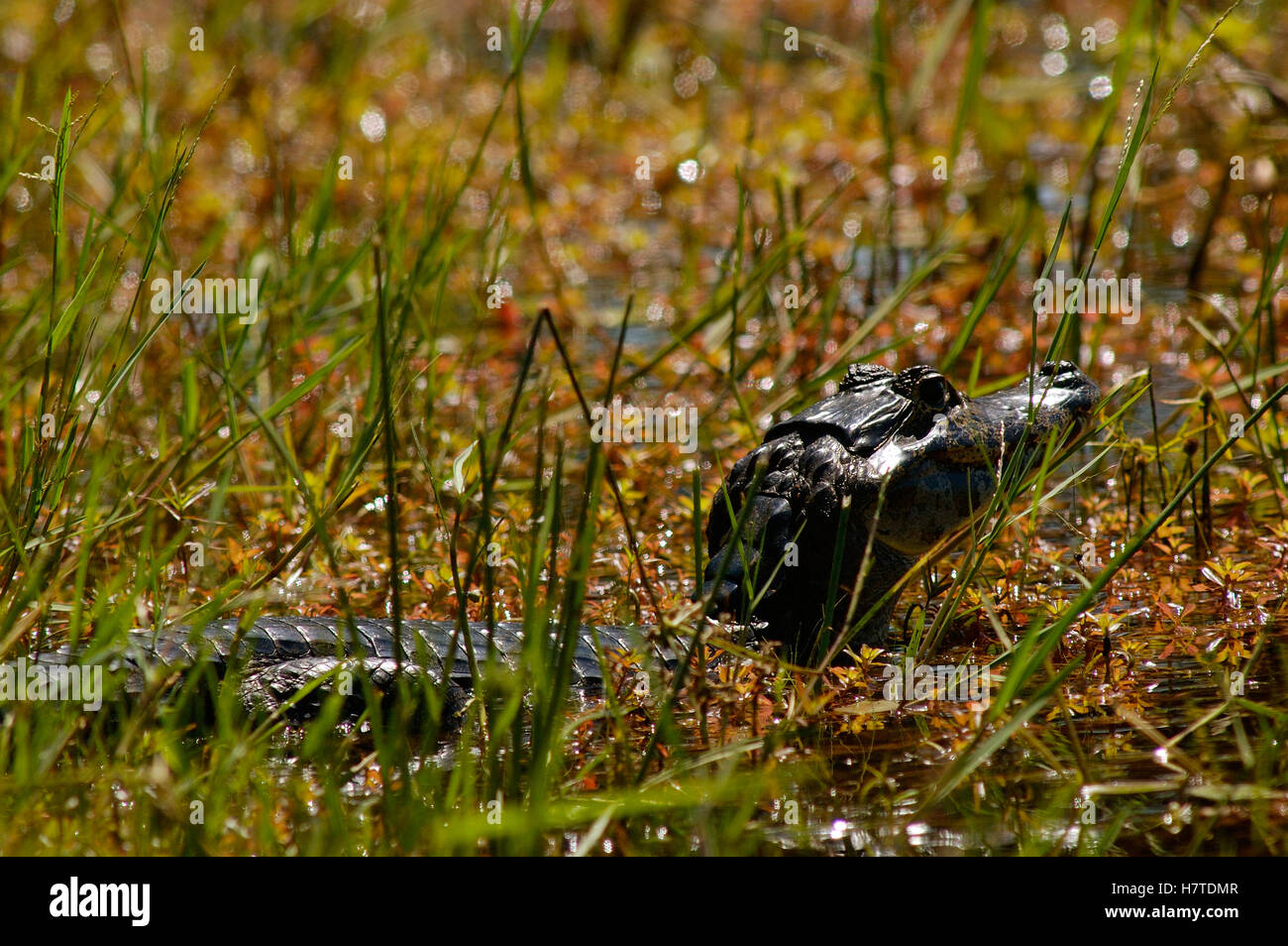Spectacled Caiman (Caiman crocodilus) juvenile in swamp, Pantanal, Mato ...