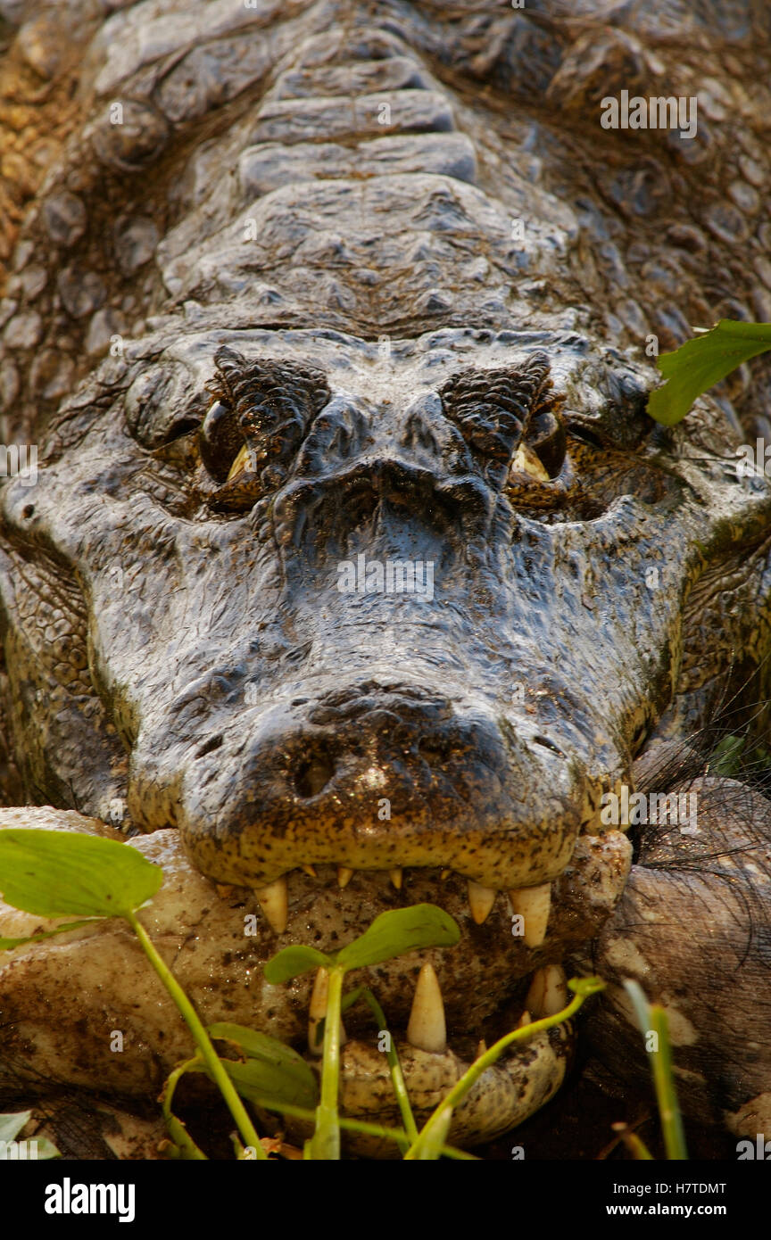 Spectacled Caiman (Caiman crocodilus) feeding on prey, Pantanal, Brazil ...