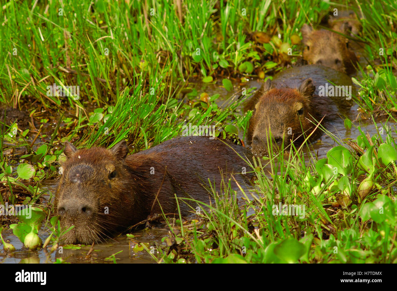 Capybara (Hydrochoerus hydrochaeris) group wading through swamp ...