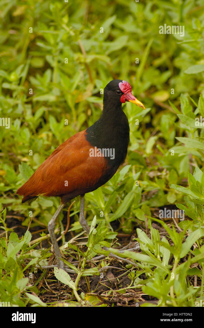 Wattled Jacana (Jacana jacana) portrait in wetland, Brazil Stock Photo ...