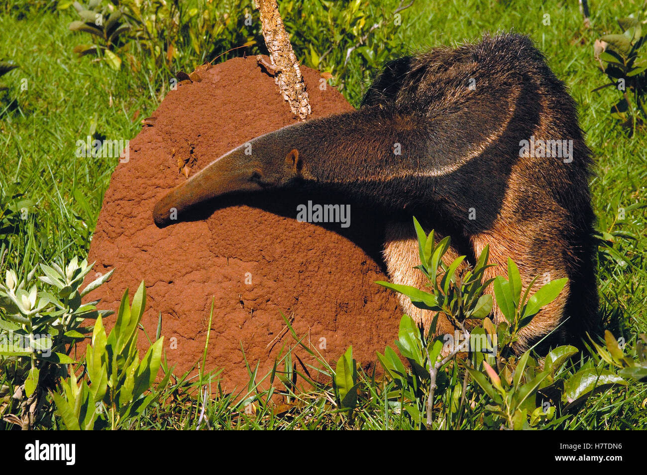 Giant Anteater (Myrmecophaga tridactyla) inspecting termite mound ...