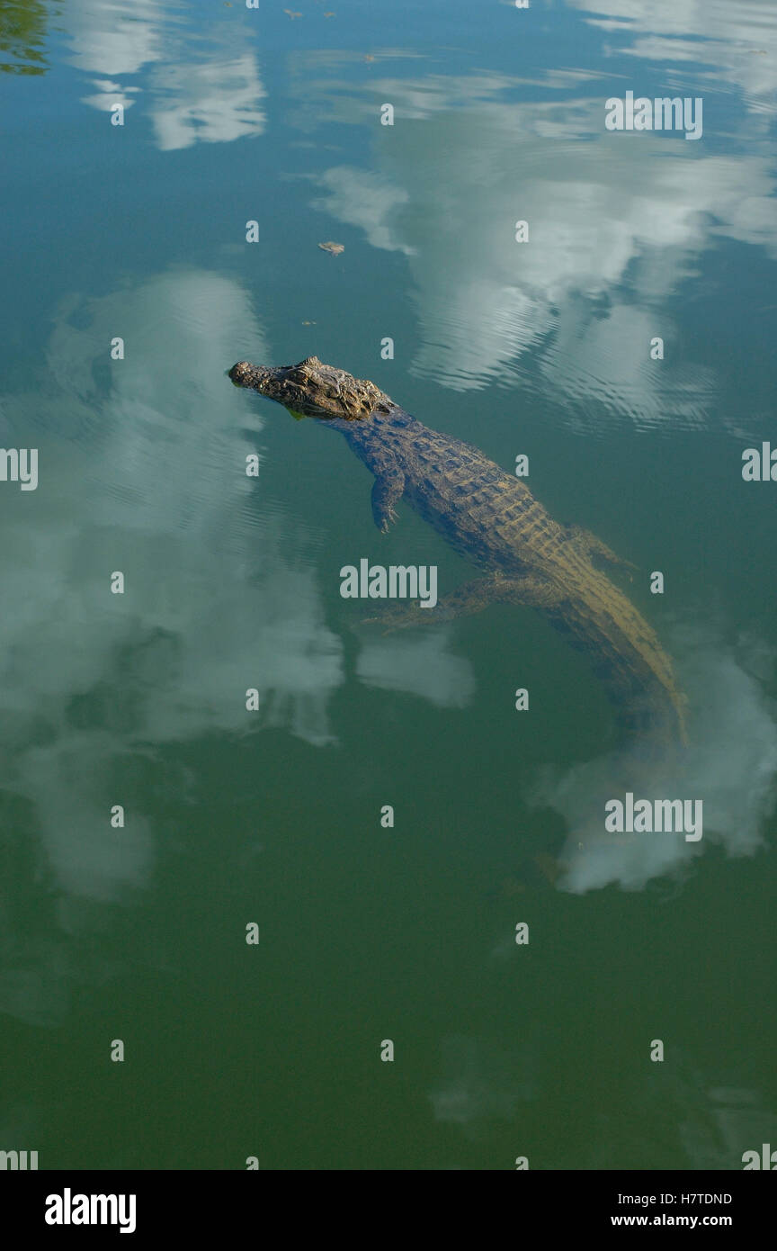Broad-snouted Caiman (Caiman latirostris) floating in calm waters ...