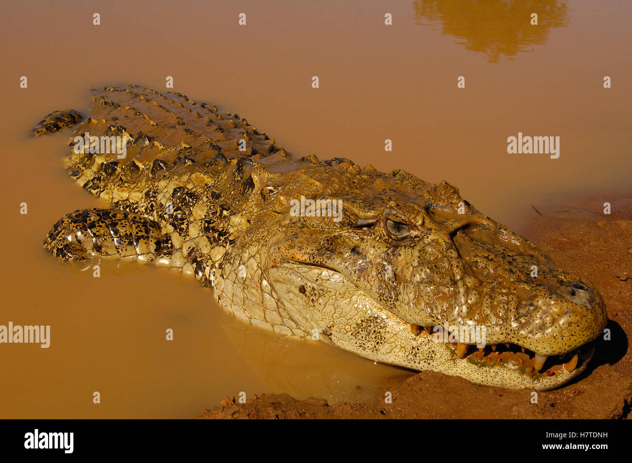 Broad-snouted Caiman (Caiman latirostris) emerging from swamp, South ...