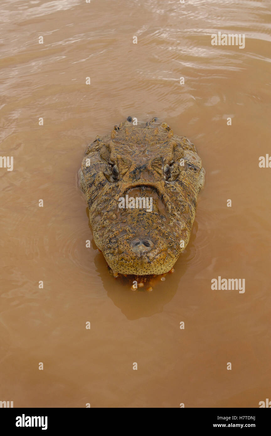Broad-snouted Caiman (Caiman latirostris) emerging from muddy water ...
