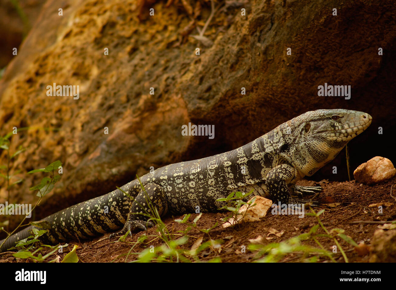 Common Tegu (Tupinambis teguixin) lizard, portrait, side view, Brazil ...