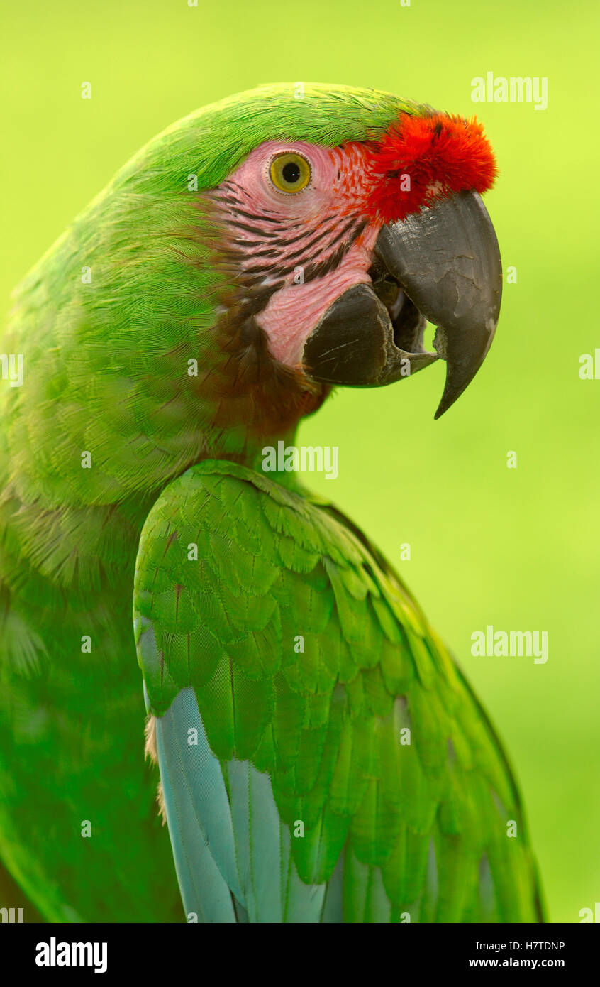 Military Macaw (Ara militaris) portrait, Amazon rainforest, Ecuador ...