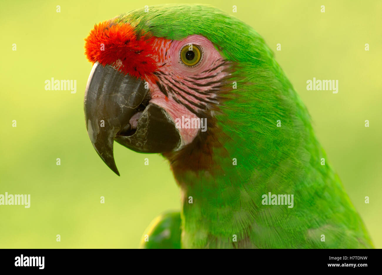 Military Macaw (Ara militaris) portrait, Amazon rainforest, Ecuador ...