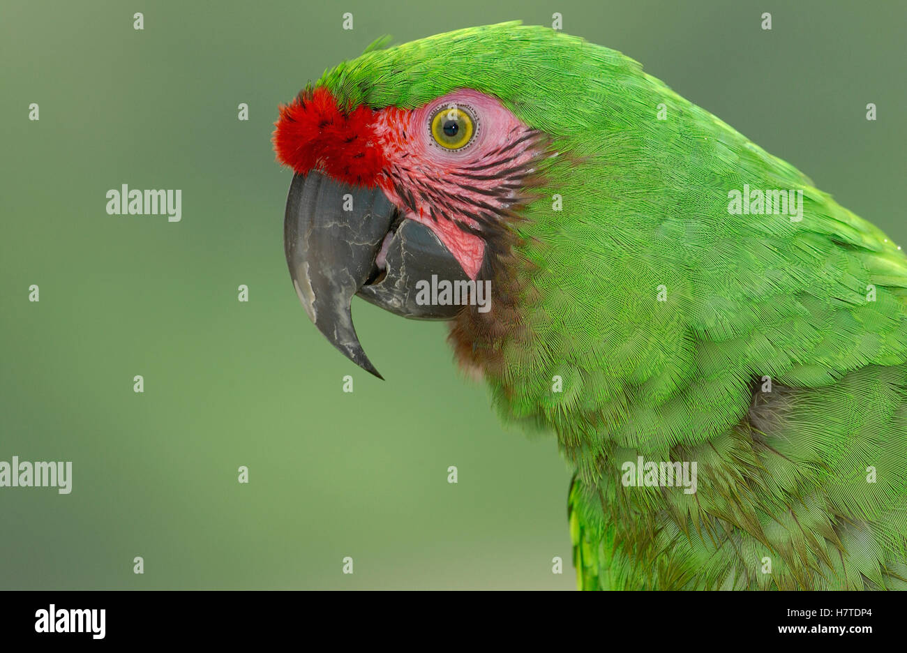 Military Macaw (Ara militaris) portrait, Amazon rainforest, Ecuador ...