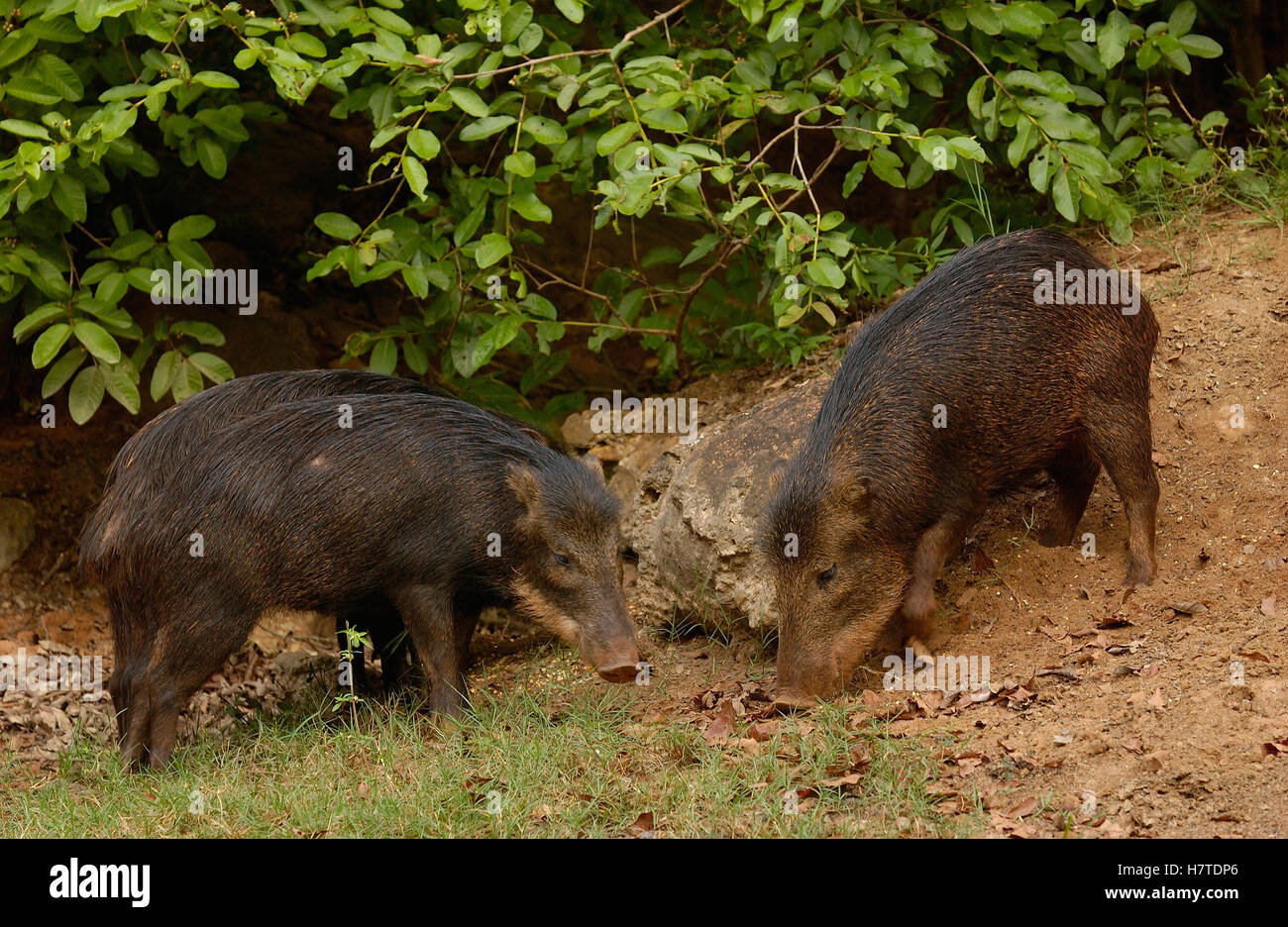 White-lipped Peccary (Tayassu pecari) pair foraging, Brazil Stock Photo ...