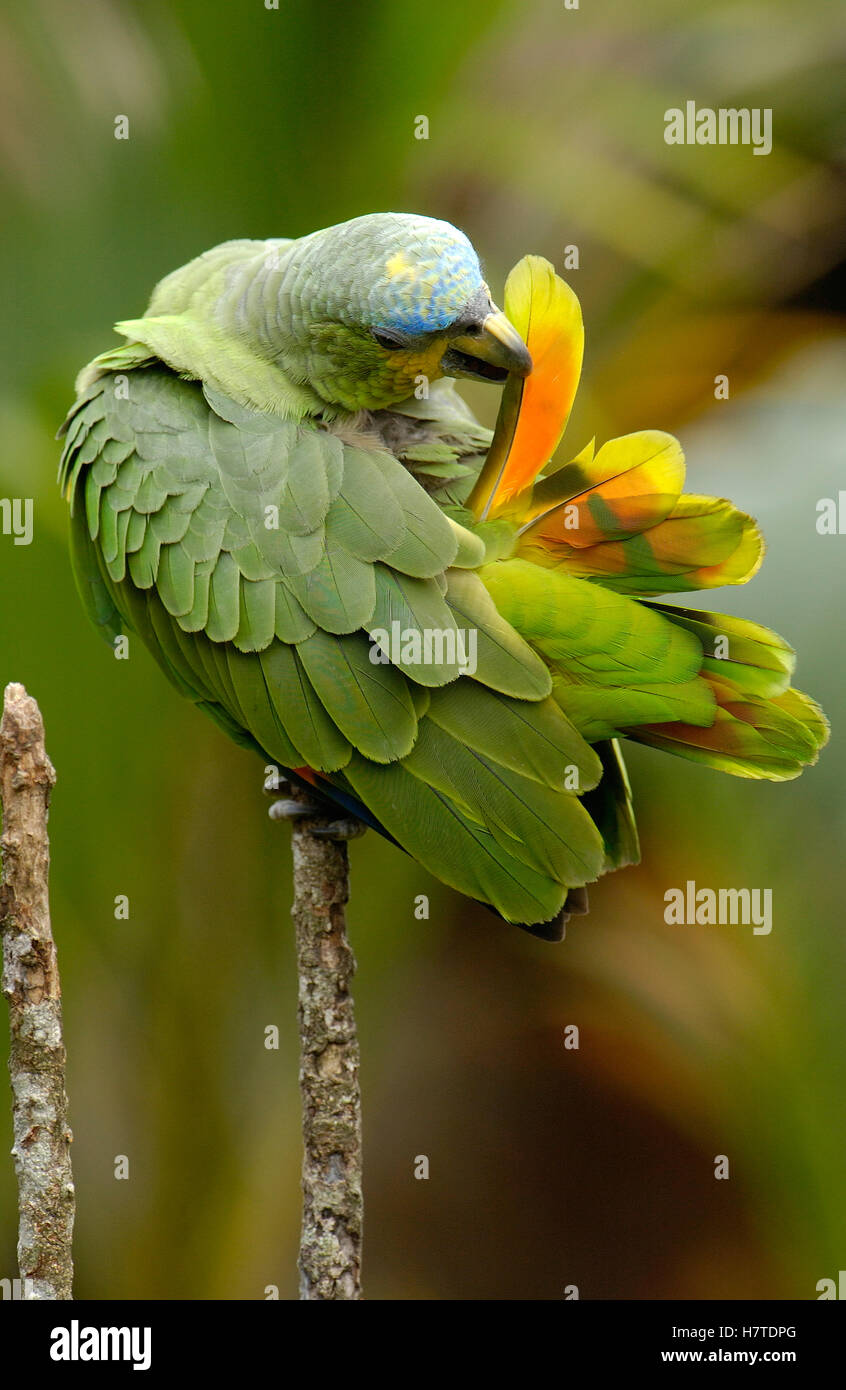 Orange-winged Parrot (Amazona amazonica) preening, Amazon rainforest ...