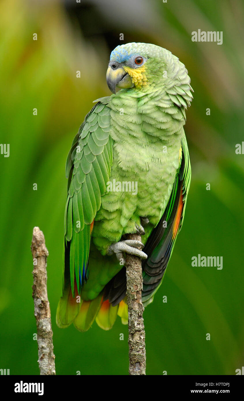 Orange-winged Parrot (Amazona amazonica) perching, Amazon rainforest ...