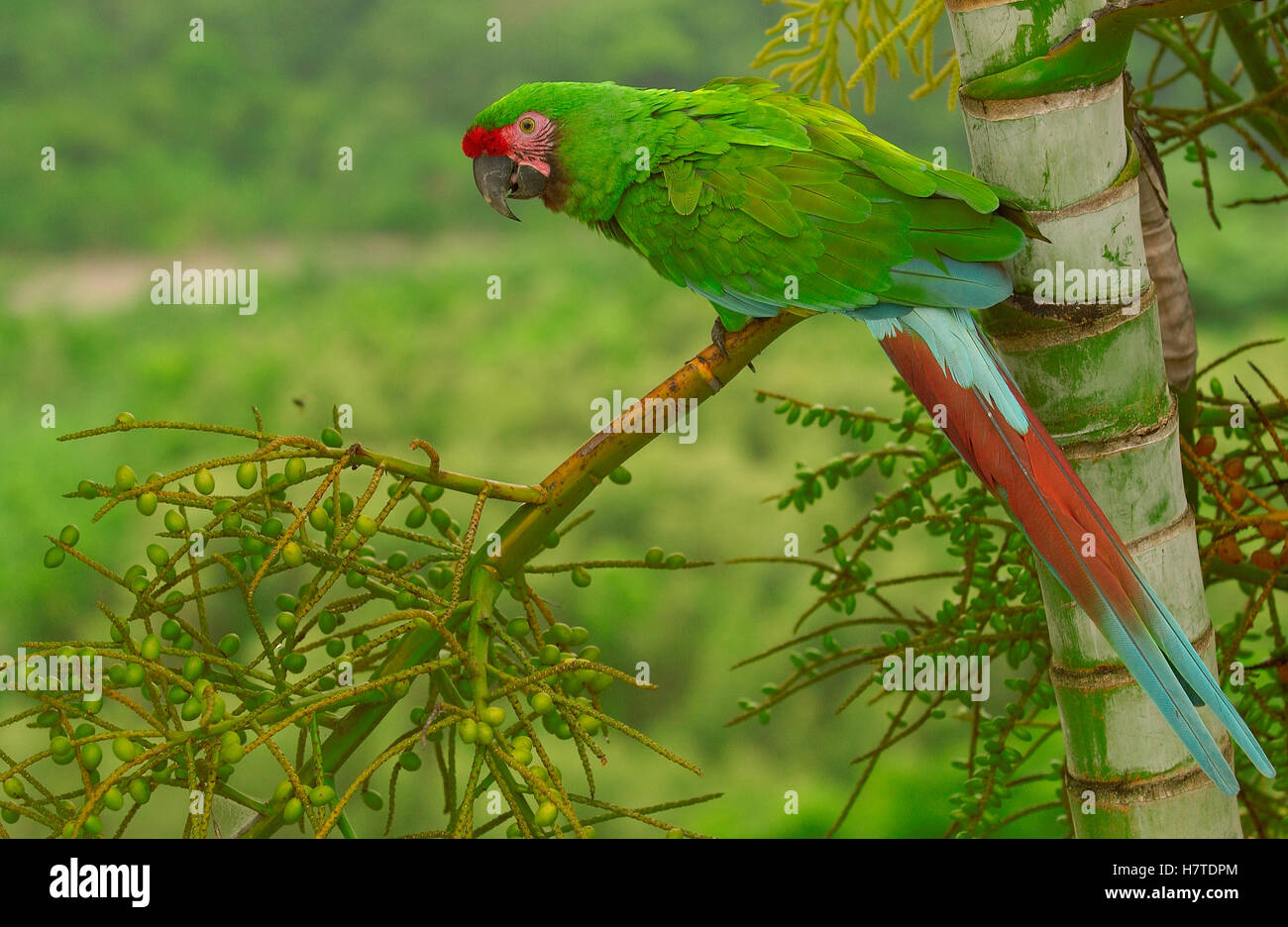 Military Macaw (Ara militaris) portrait, in fruiting palm tree, Amazon ...
