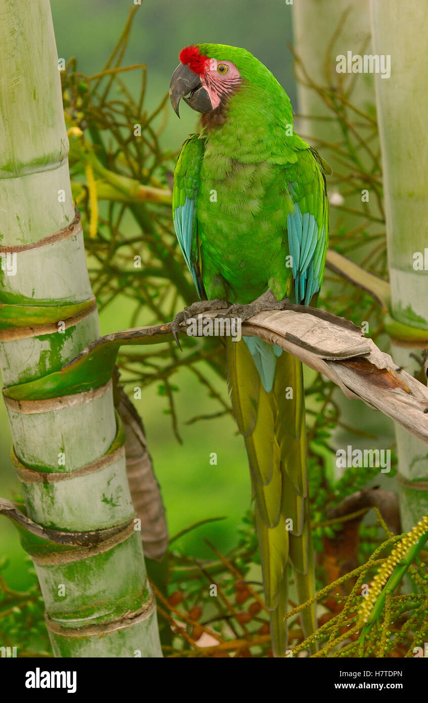 Military Macaw (Ara militaris) portrait, in fruiting palm tree, Amazon ...